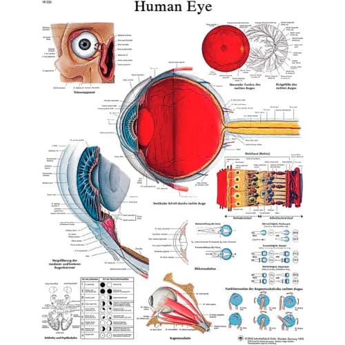 Anatomical Chart - Eye, Laminated– Centerline Dynamics