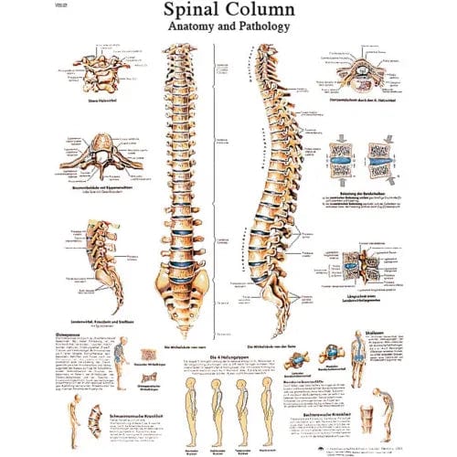 Anatomical Chart - Spinal Column, Laminated– Centerline Dynamics