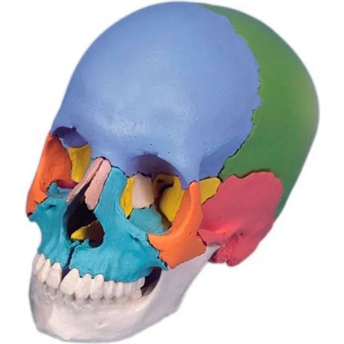 Anatomical Model - Didactic Skull, Beauchene 22-Part– Centerline Dynamics