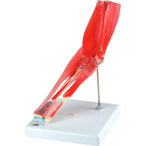 Anatomical Model - Elbow Joint with Removable Muscles, 8-Part ...