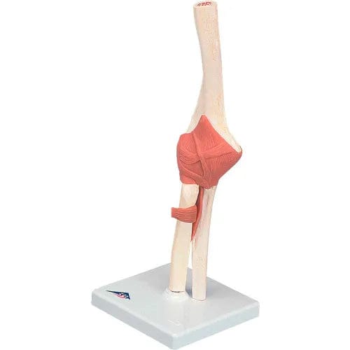 Anatomical Model - Functional Elbow Joint, Deluxe– Centerline Dynamics