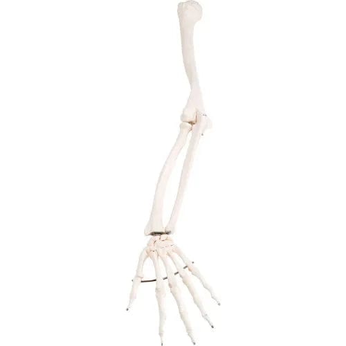 Anatomical Model - Loose Bones, Arm Skeleton, Left– Centerline Dynamics