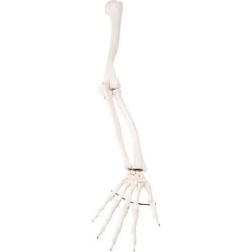 Anatomical Model - Loose Bones, Arm Skeleton, Right– Centerline Dynamics