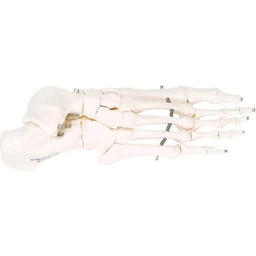 Anatomical Model - Loose Bones, Foot Skeleton, Right– Centerline Dynamics