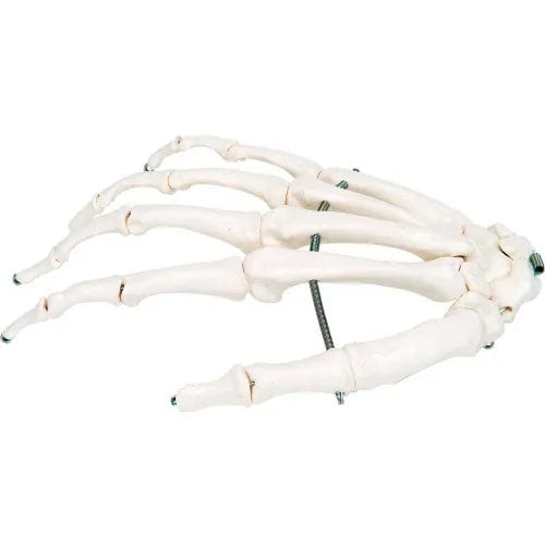 Anatomical Model - Loose Bones, Hand Skeleton, Right– Centerline Dynamics