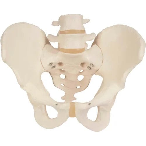 Anatomical Model - Male Pelvic Skeleton– Centerline Dynamics
