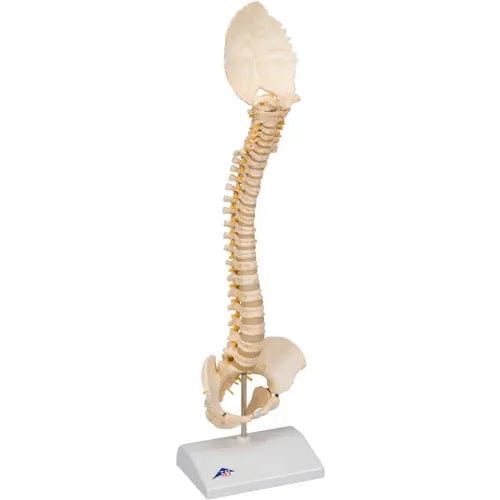Anatomical Model - Pediatric Spine (BONElike)– Centerline Dynamics