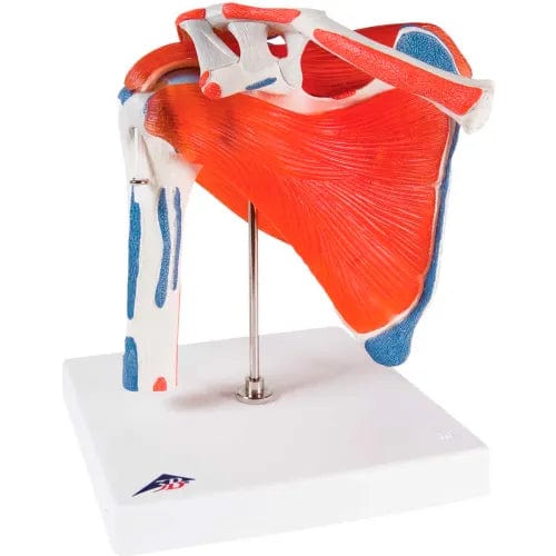 Anatomical Model - Shoulder Joint with Rotator Cuff– Centerline Dynamics